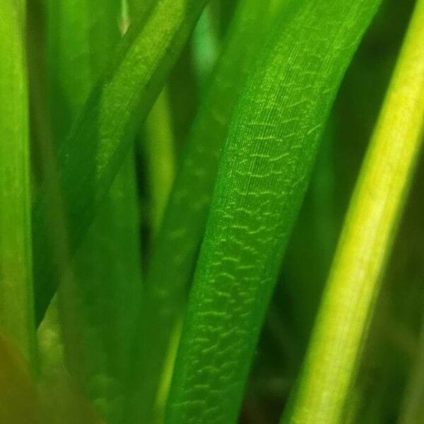 Asian Tape Grass (Vallisneria Natans) Plant Care & How to Grow, Water