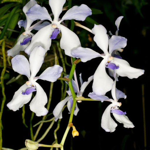 Blue Orchid (Vanda Coerulea) Plant Care & How to Grow, Water