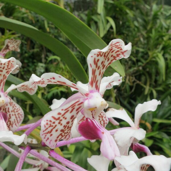 Reddish Vanda (Vanda Helvola) Plant Care & How to Grow, Water