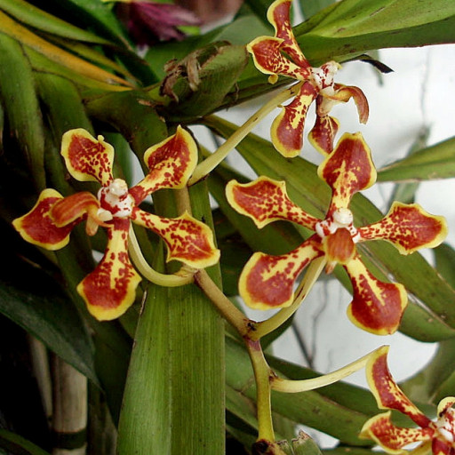 Vanda Plant Care & How to Grow, Water