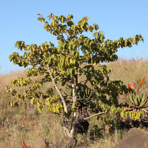 Medlar (Vangueria Infausta) Plant Care & How to Grow, Water
