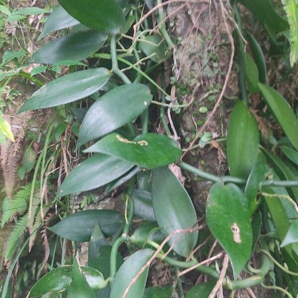 Vanilla Albida Plant Care & How to Grow, Water