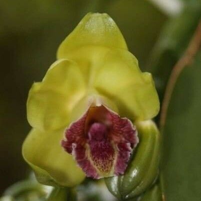 Wormvine Orchid (Vanilla Barbellata) Plant Care & How to Grow, Water
