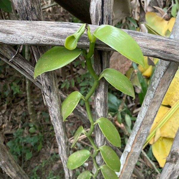 Leafless Vanilla Orchids (Vanilla Madagascariensis) Plant Care & How to ...