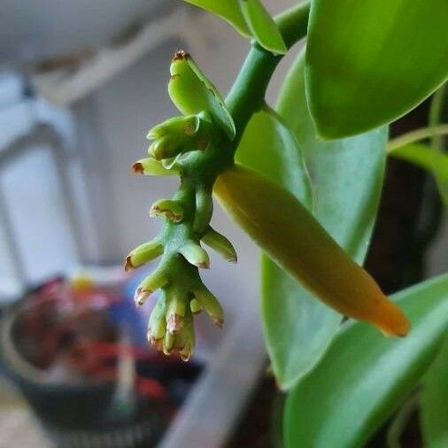 Vanilla Palmarum Plant Care & How to Grow, Water