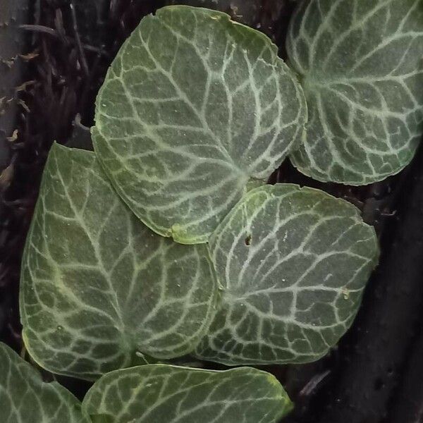 Vanilla Perrieri Plant Care & How to Grow, Water