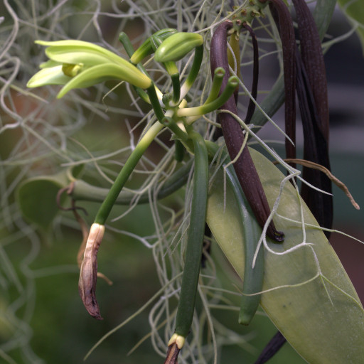 Flat-Leaved Vanilla (Vanilla Planifolia) Plant Care & How to Grow, Water