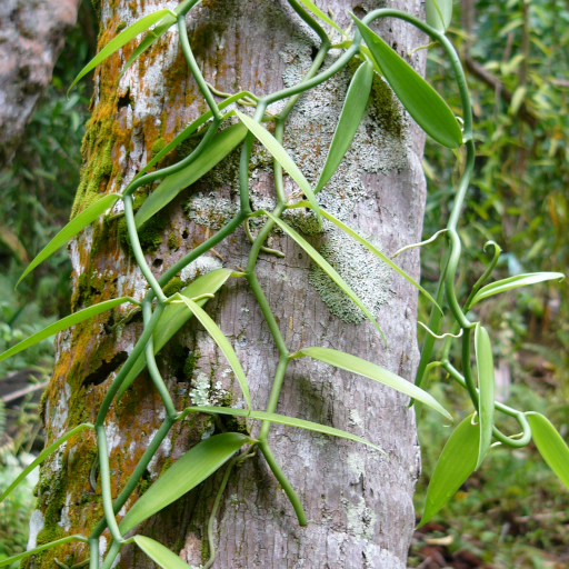 Tahitian Vanilla (Vanilla Tahitensis) Plant Care & How to Grow, Water
