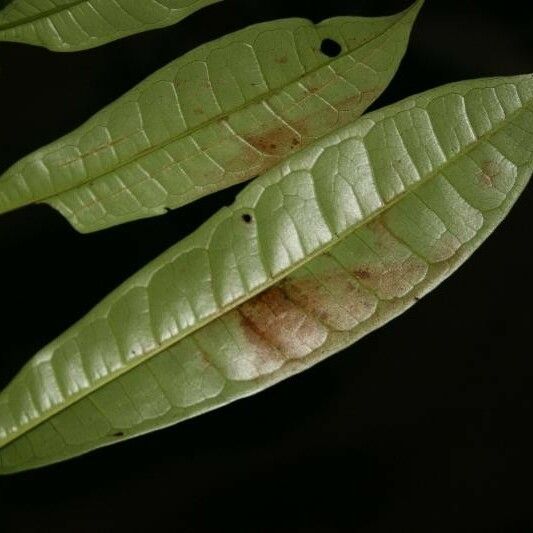 Loro Shungo (Vantanea Parviflora) Plant Care & How to Grow, Water