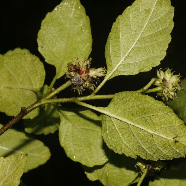 Varronia Bullata Care Guide: Water, Soil & Propagation - Plantiary