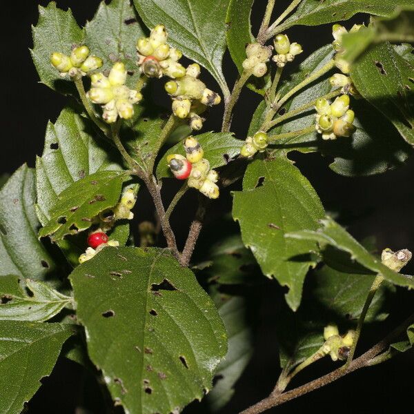 Varronia Inermis Plant Care & How to Grow, Water