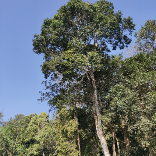 White Dammar (Vateria Indica) Care Guide: Water, Soil & Propagation ...