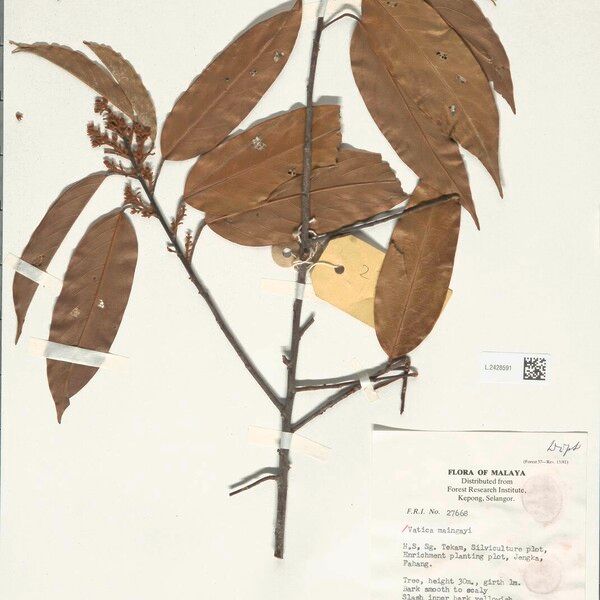 Vatica Maingayi Plant Care & How to Grow, Water