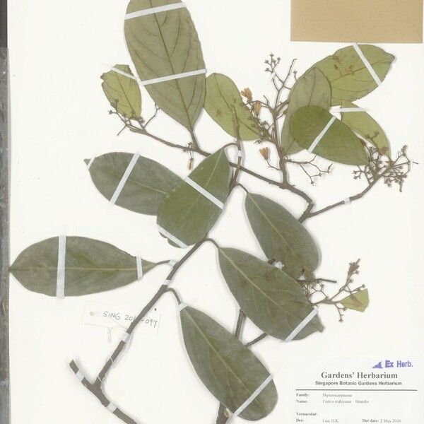 Vatica Ridleyana Plant Care & How to Grow, Water