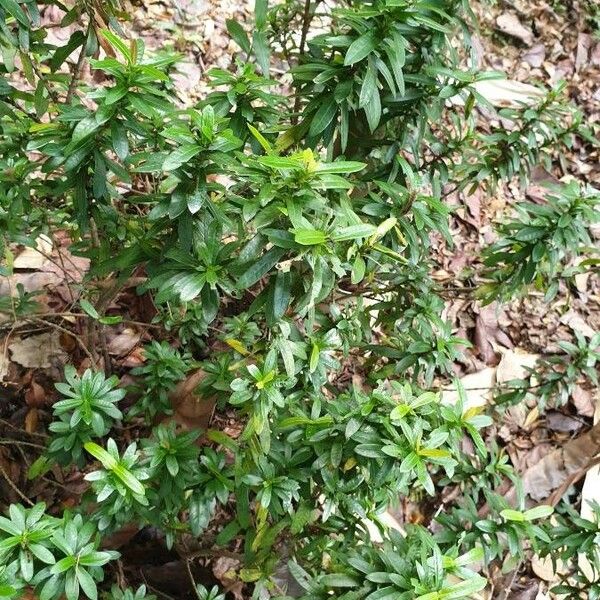 Vatica Yeechongii Plant Care & How to Grow, Water