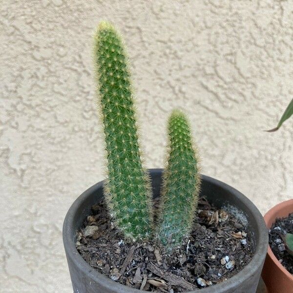 Golden Tuffed Cactus (Vatricania Guentheri) Care Guide: Water, Soil ...