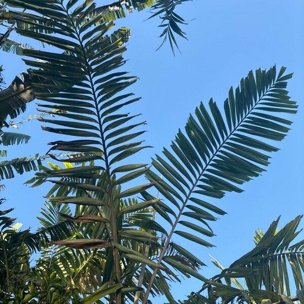 Veitchia Vitiensis Care Guide: Water, Soil & Propagation - Plantiary