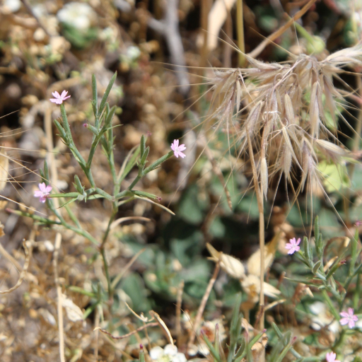 Rigid Velezia (Velezia Rigida) Plant Care & How to Grow, Water