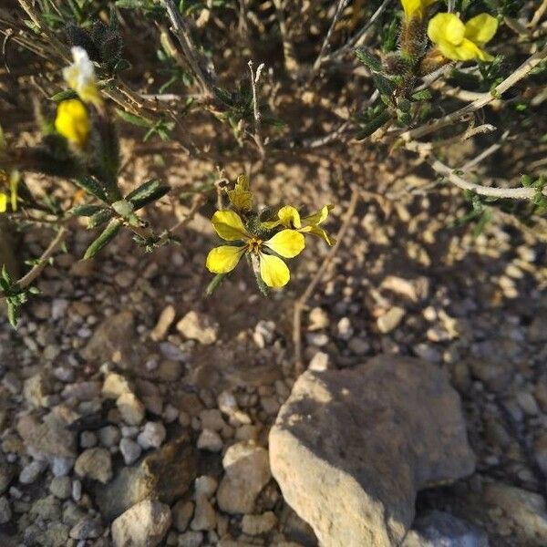 Vella Lucentina Care Guide: Water, Soil & Propagation - Plantiary