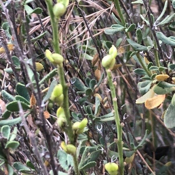 Vella Pseudocytisus Plant Care & How to Grow, Water