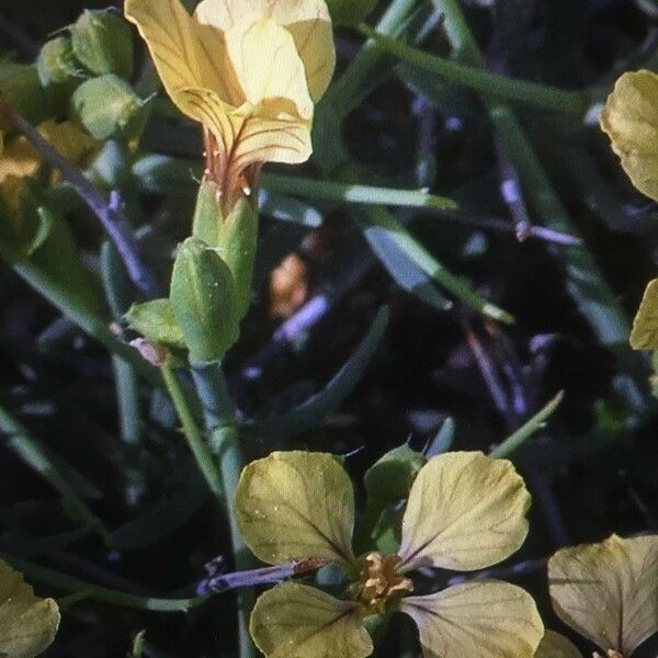Vella Spinosa Plant Care & How to Grow, Water