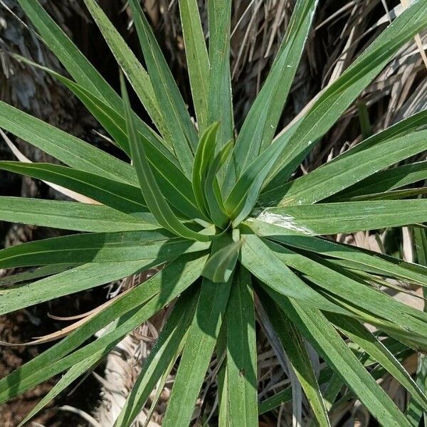Vellozia Sincorana Plant Care & How to Grow, Water