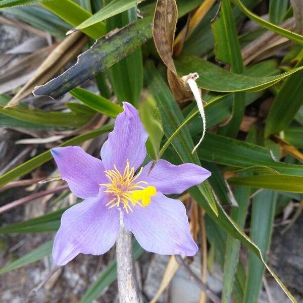 Vellozia Squamata Plant Care & How to Grow, Water