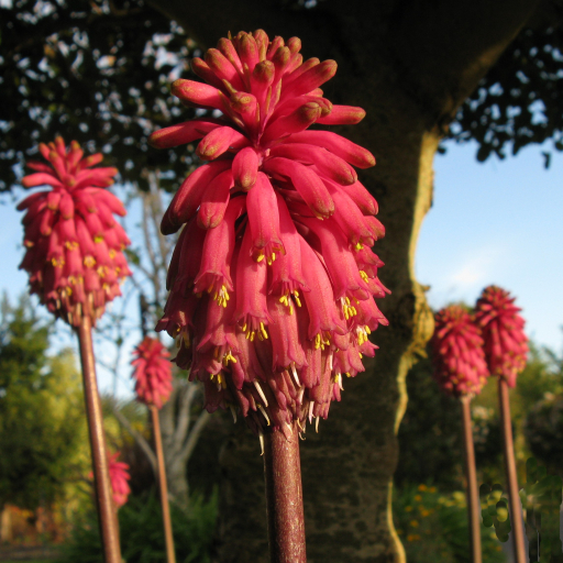 Canary Island Date Palm (Phoenix Canariensis) Plant Care & How to Grow ...