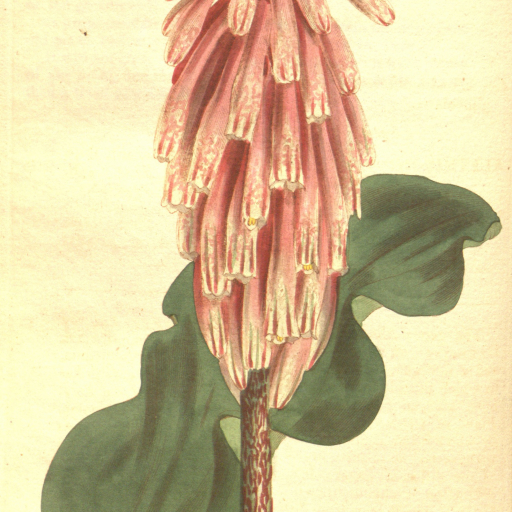 Quarobe (Veltheimia Capensis) Plant Care & How to Grow, Water