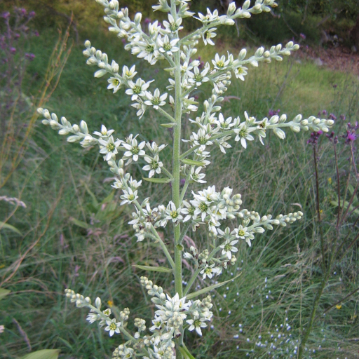 White Hellebore (Veratrum Album) Plant Care & How to Grow, Water