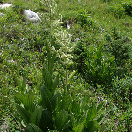 California Veratrum (Veratrum Californicum) Plant Care & How to Grow, Water