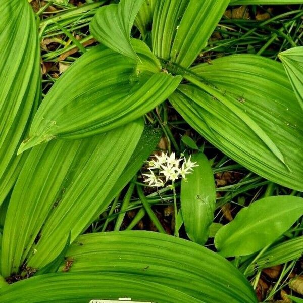 Hairy False-Hellebore (Veratrum Maackii) Plant Care & How to Grow, Water