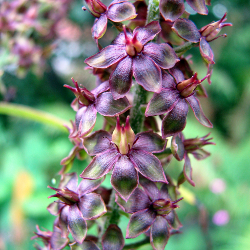 False Hellebore (Veratrum Nigrum) Plant Care & How to Grow, Water