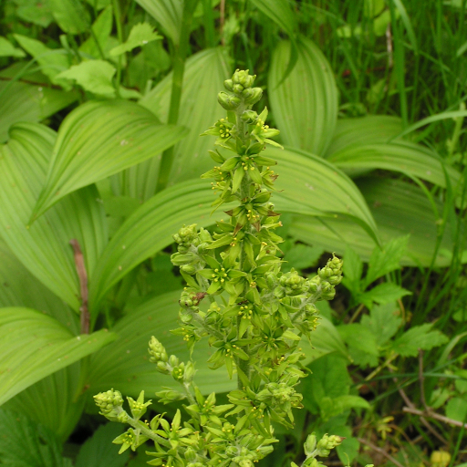 Green False Hellebore (Veratrum Viride) Plant Care & How to Grow, Water