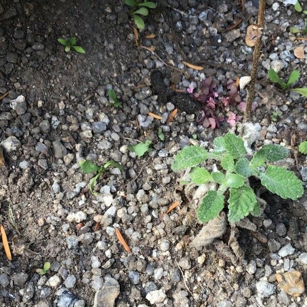 Bear's-Tail Mullein (Verbascum Arcturus) Plant Care & How to Grow, Water