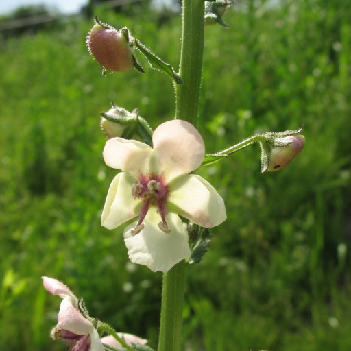 Moth Mullein (Verbascum Blattaria) Plant Care & How to Grow, Water
