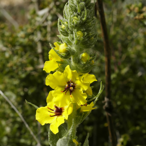Annual Mullein (Verbascum Boerhavii) Plant Care & How to Grow, Water