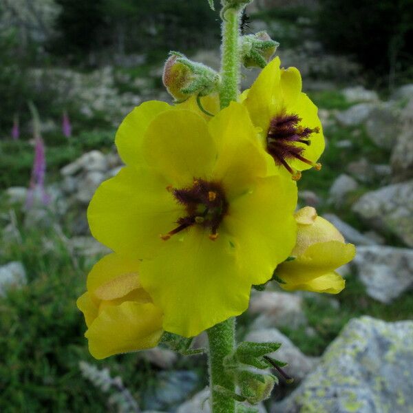 Sardinian Mullein (Verbascum Conocarpum) Plant Care & How to Grow, Water
