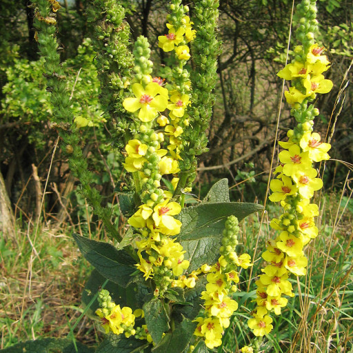 Black Mullein (Verbascum Nigrum) Plant Care & How to Grow, Water