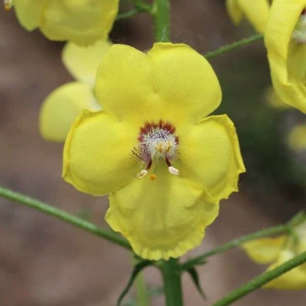 Verbascum Roripifolium Plant Care & How to Grow, Water