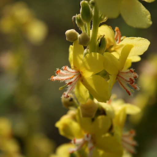 Hungarian Mullein (Verbascum Speciosum) Plant Care & How to Grow, Water