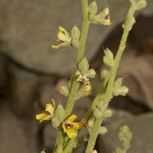 Verbascum Tetrandrum Care Guide: Water, Soil & Propagation - Plantiary