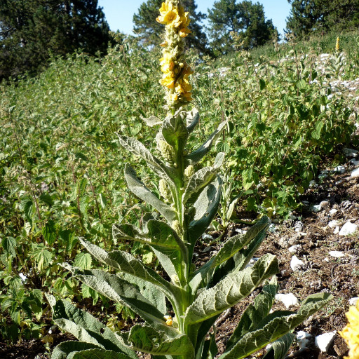 Common Mullein (Verbascum Thapsus) Plant Care & How to Grow, Water