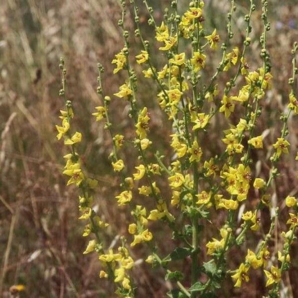 Verbascum Undulatum Plant Care & How to Grow, Water
