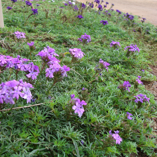 Mayne's Pest (Verbena Aristigera) Plant Care & How to Grow, Water