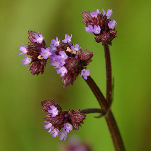 Brazilian Vervain (Verbena Brasiliensis) Plant Care & How to Grow, Water