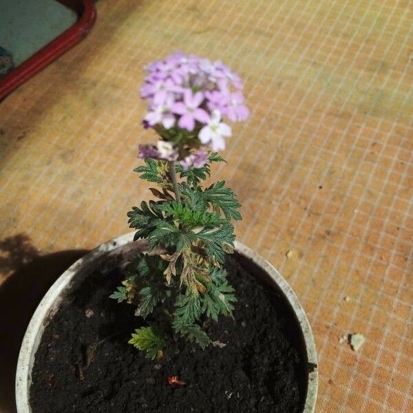 Southwestern Mock Vervain (Verbena Gooddingii) Plant Care & How to Grow ...