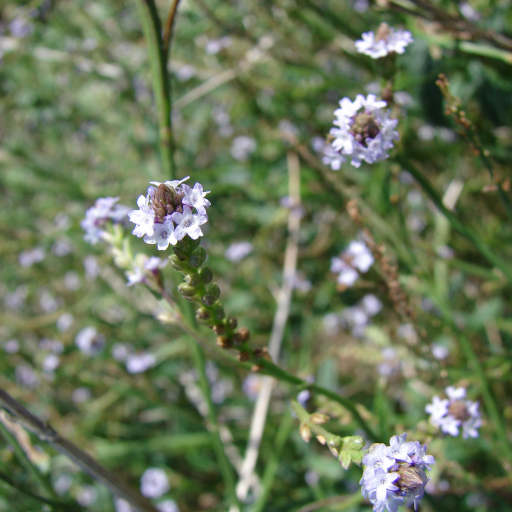 Brazilian Vervain (Verbena Litoralis) Plant Care & How to Grow, Water