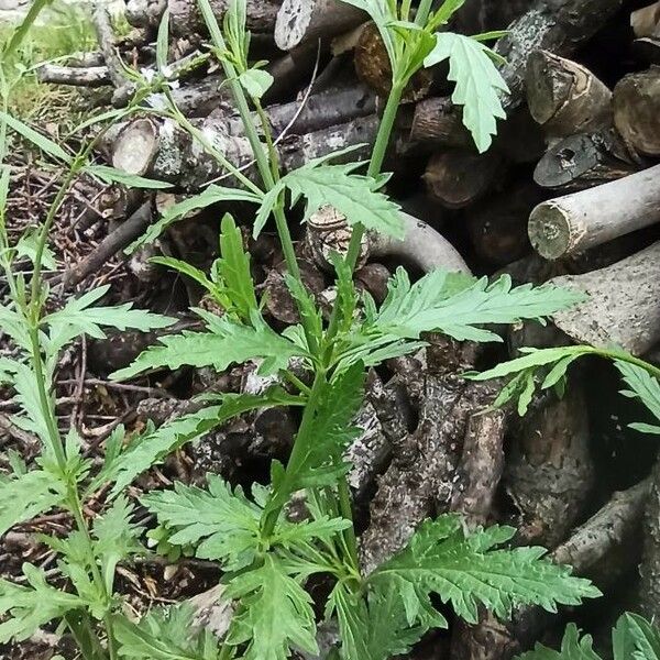 Mint Vervain (Verbena Menthifolia) Plant Care & How to Grow, Water