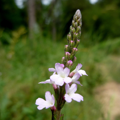 Vervain (Verbena Officinalis) Plant Care & How to Grow, Water